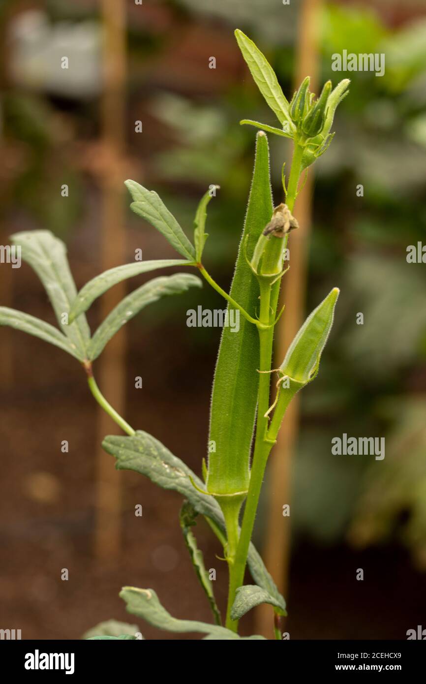 Okra (ladies fingers) plant with crop growing Stock Photo - Alamy