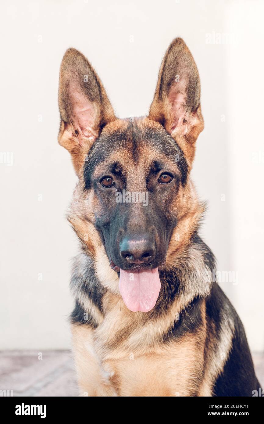 German shepherd looking at camera Stock Photo - Alamy