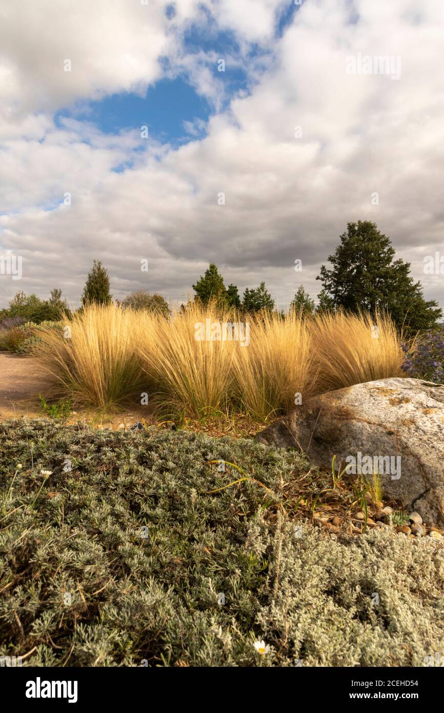 Verdant Essex landscape with large rock and Stipa Tenuissima Stock ...