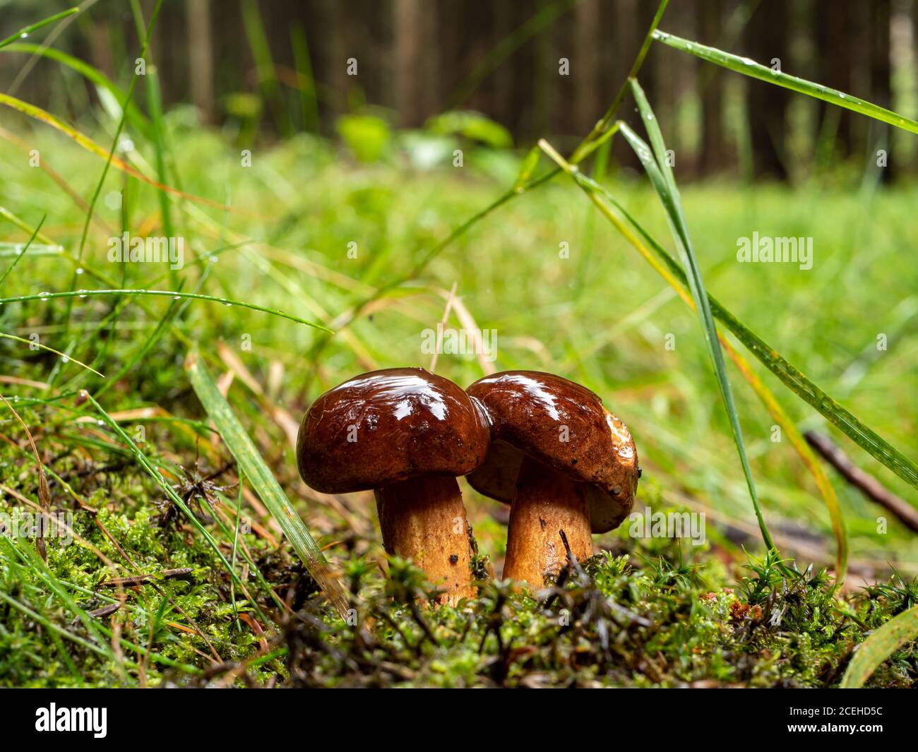 Bolet hi-res stock photography and images - Alamy