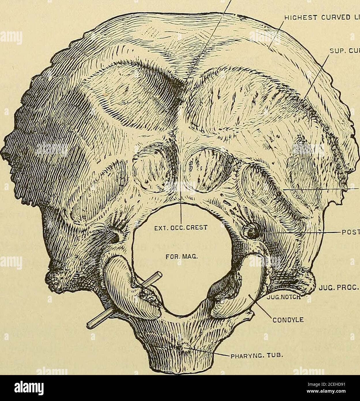 . Quain's Elements of anatomy. e lateral and lower angles. The tabular ...