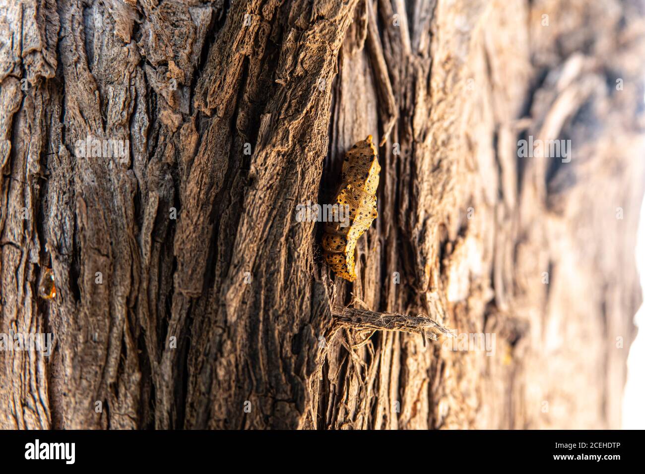 Butterfly camouflage butterfly trunk bark hi-res stock photography and ...