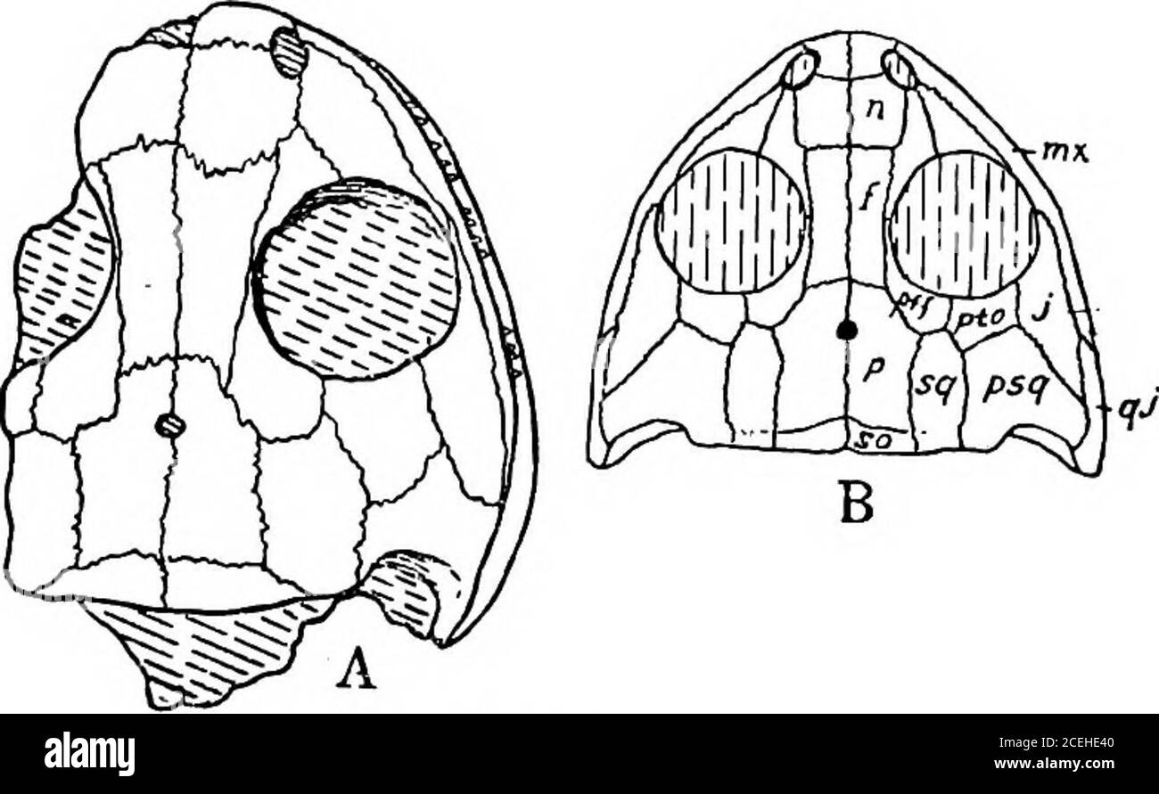 . Revision of the Amphibia and Pisces of the Permian of North America ...