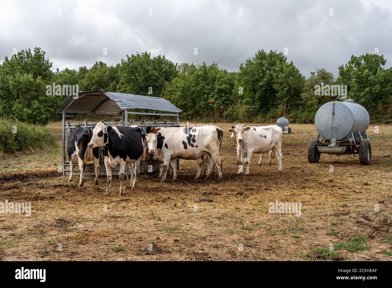 Cows on outdoor Farm. Cows eating hay in the stable. Morning time Stock ...