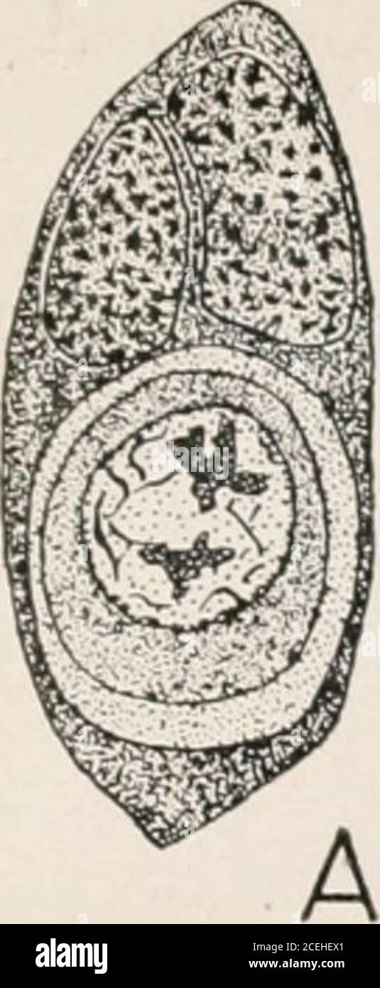 . Journal of Agricultural Research. the embryonic region. The parasite ...