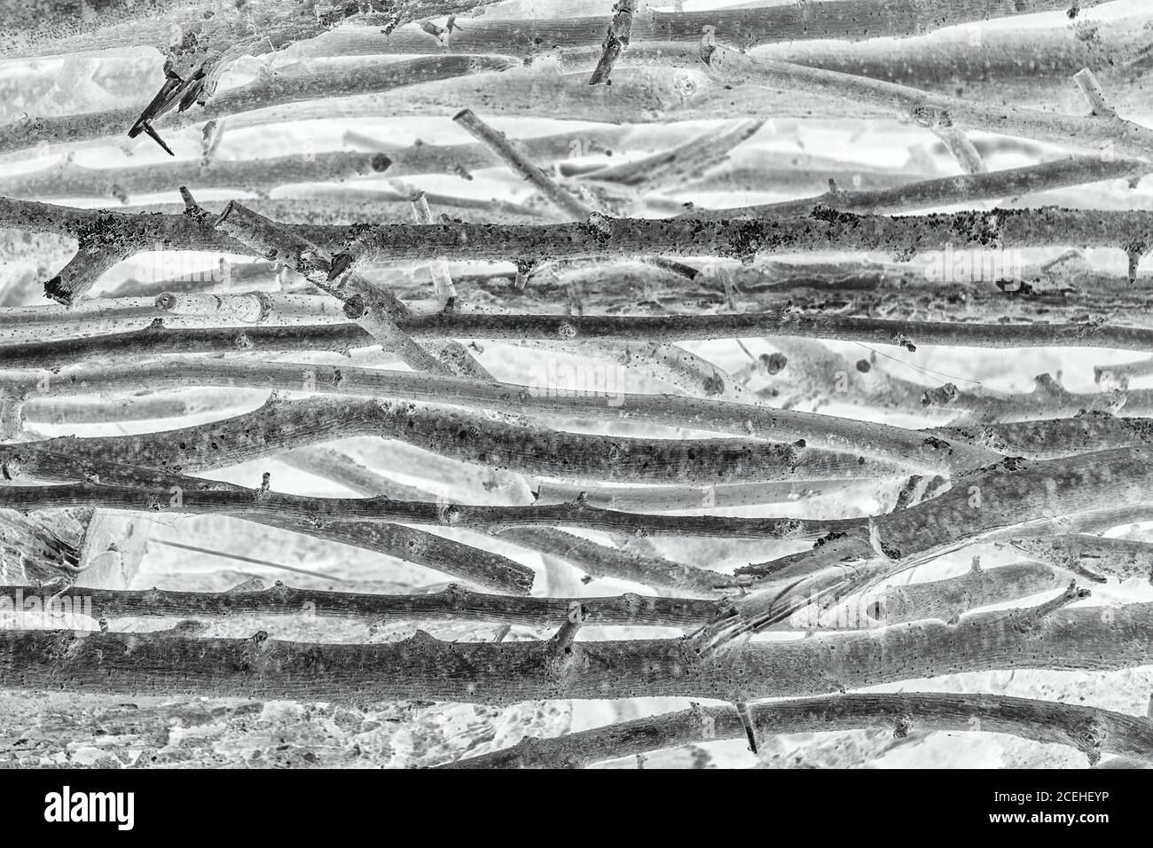 Twig background texture. Black and white photography Stock Photo - Alamy