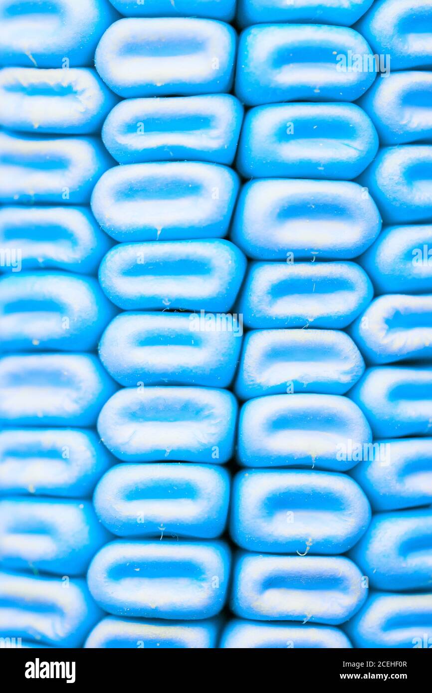 blue abstract dry maize texture background close up Stock Photo - Alamy