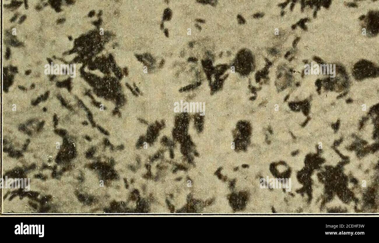 . Pathological technique; a practical manual for workers in ...