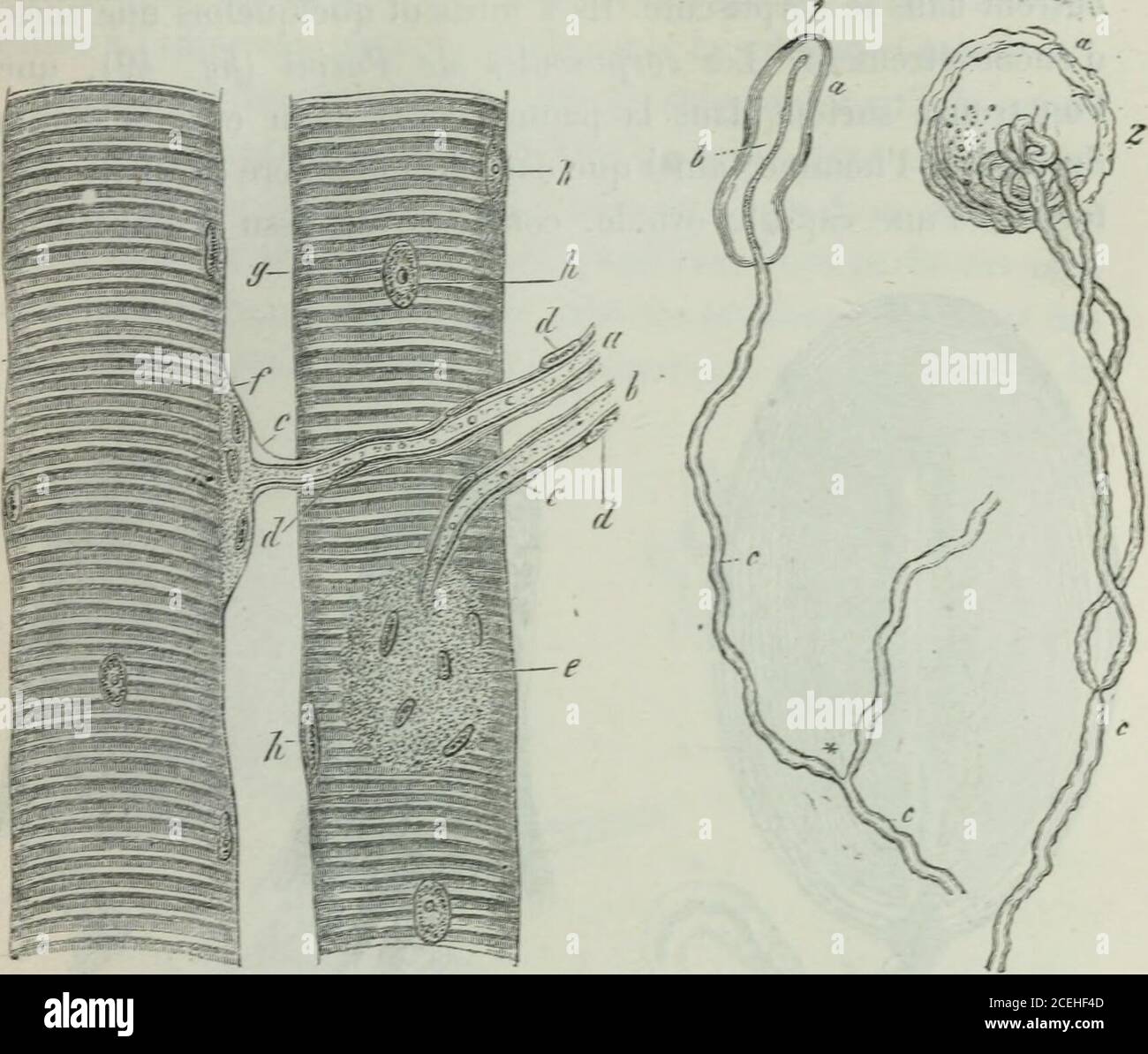Sarcolemme hi-res stock photography and images - Alamy