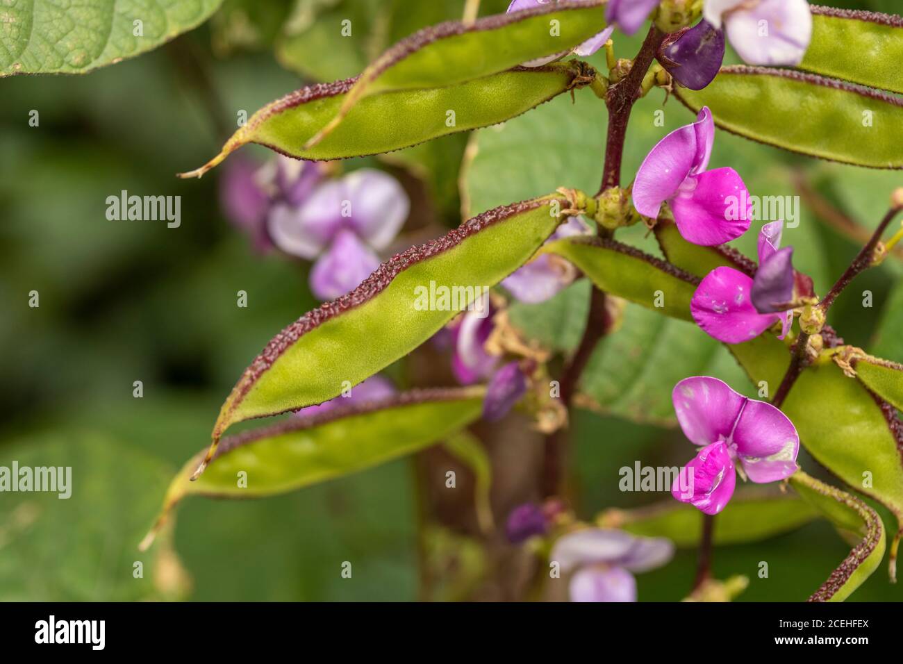 Seim beans hi-res stock photography and images - Alamy