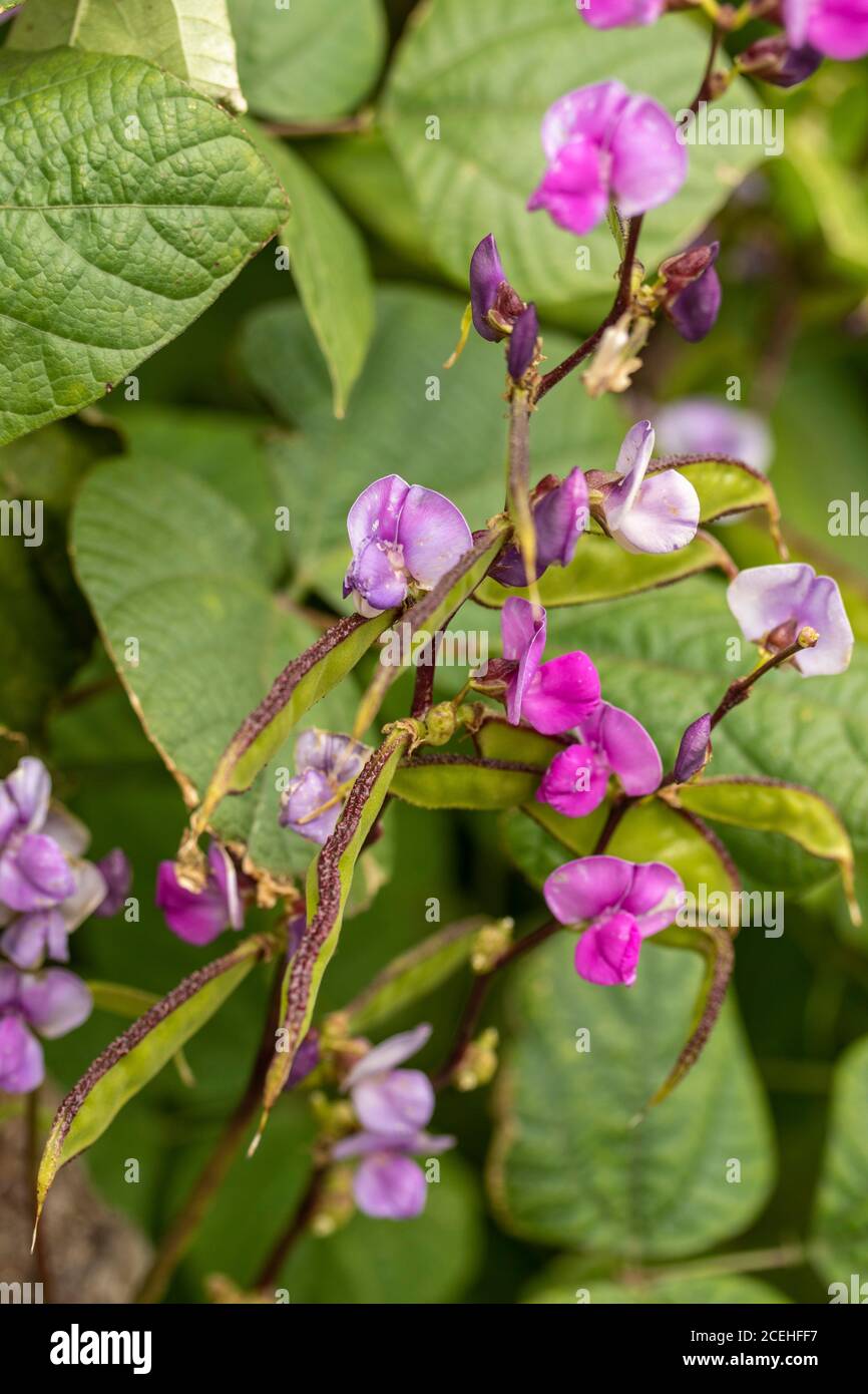 Seim beans hi-res stock photography and images - Alamy