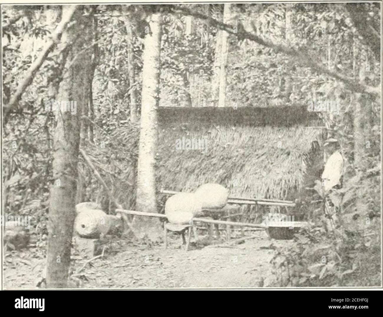 Coagulation of rubber latex hi-res stock photography and images - Alamy