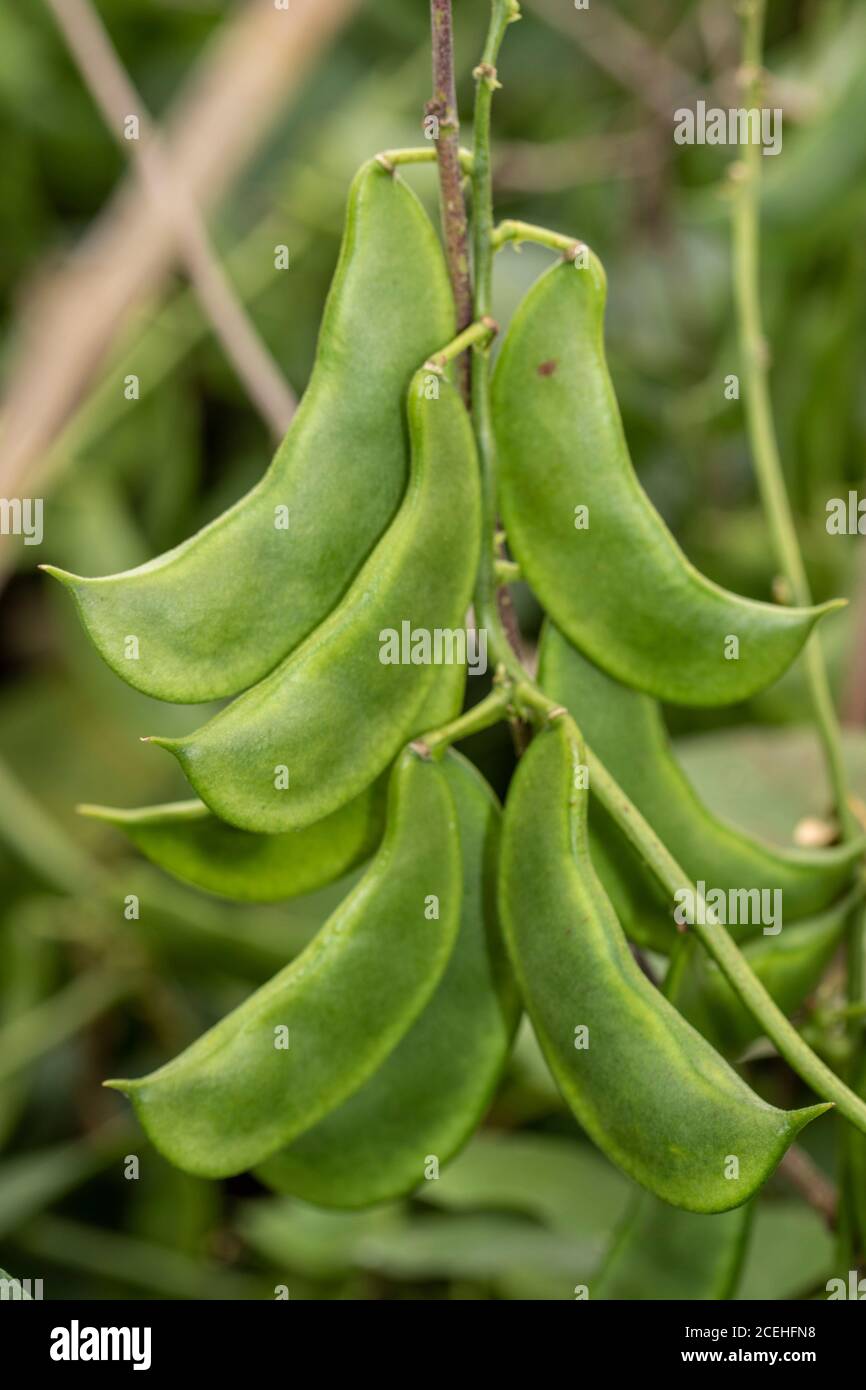 Phaseolus lunatus hi-res stock photography and images - Alamy