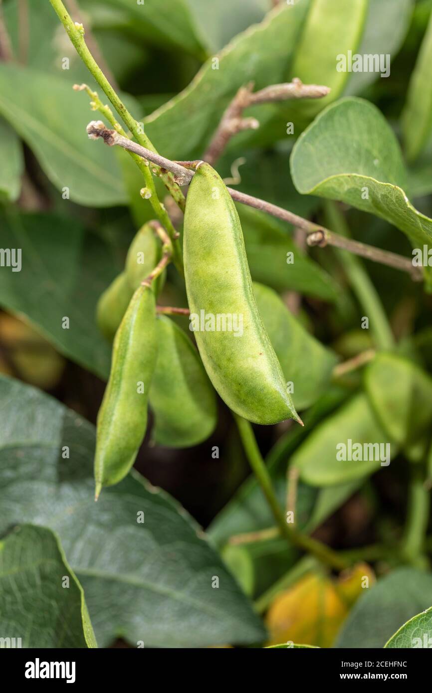 Phaseolus lunatus hi-res stock photography and images - Alamy