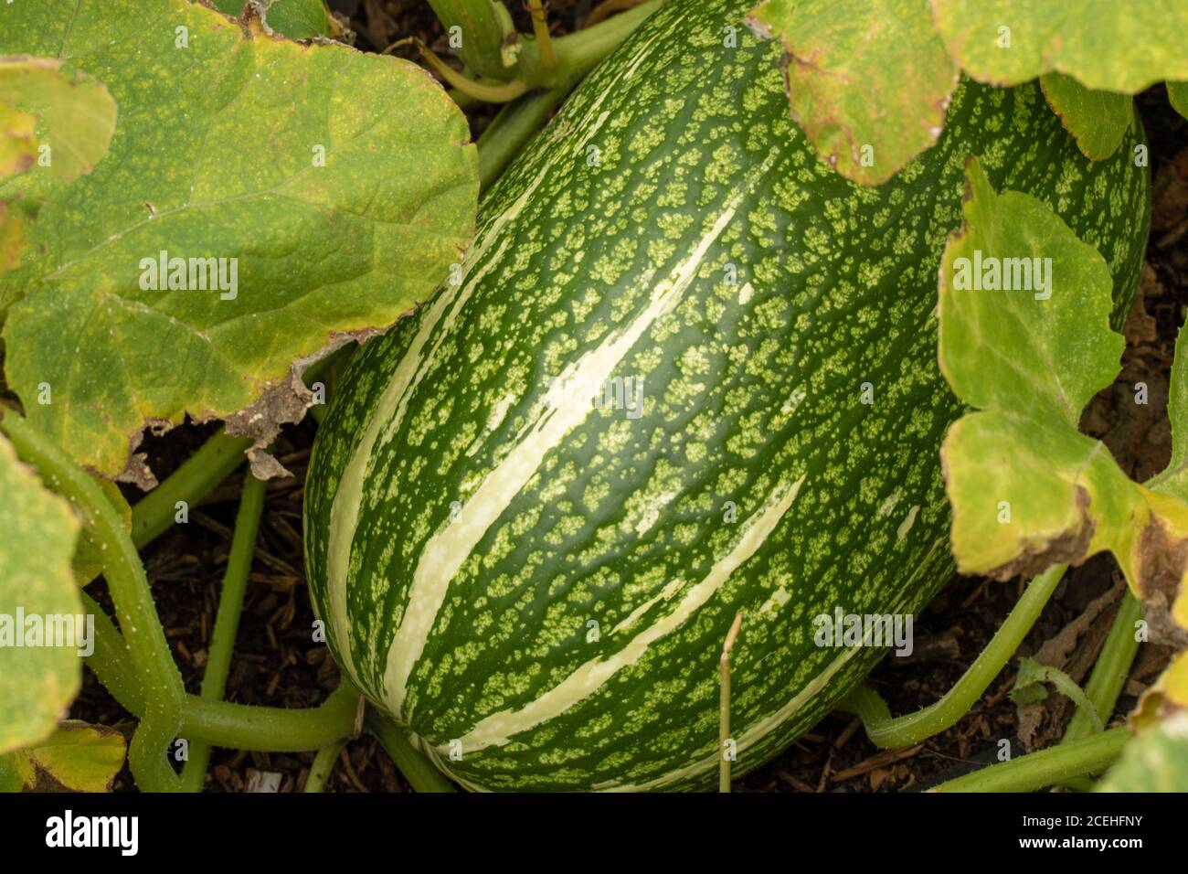 Shark-fin Melon ( Hong's), natural fruit portrait Stock Photo - Alamy