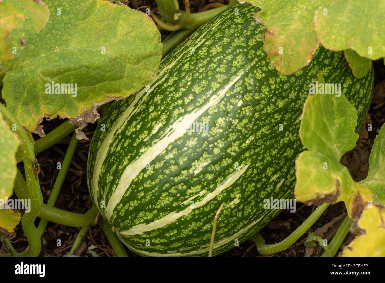 Shark-fin Melon ( Hong's), natural fruit portrait Stock Photo - Alamy