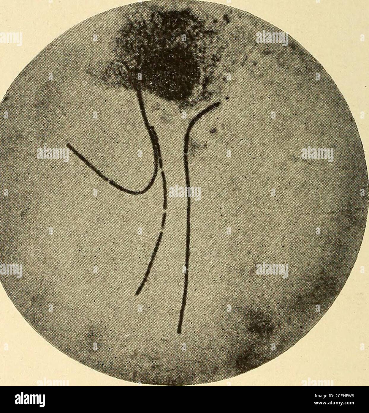 . Pathological technique; a practical manual for workers in ...