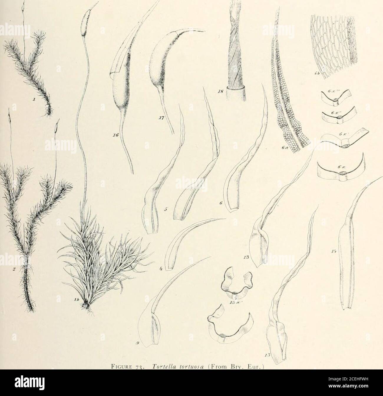 Elongated basal leaf hi-res stock photography and images - Alamy