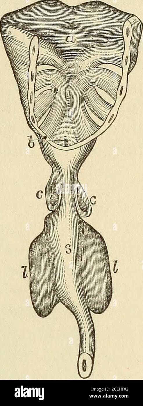 . A system of midwifery, including the diseases of pregnancy and the ...
