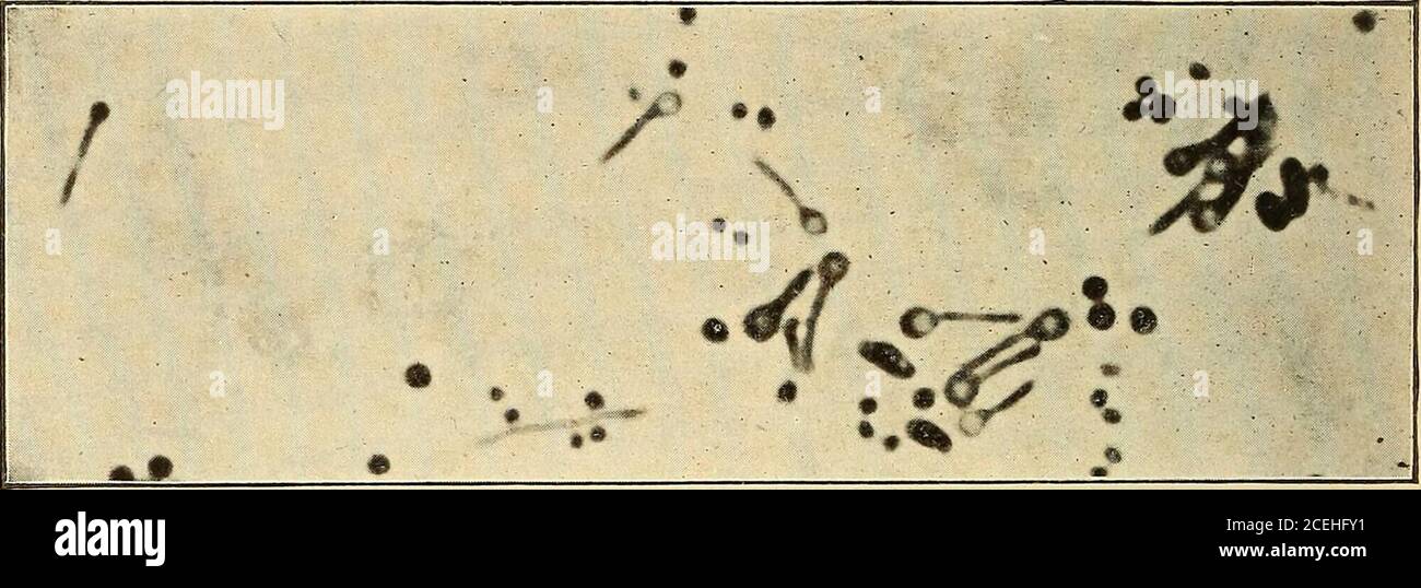 Peculiar morphology hi-res stock photography and images - Alamy