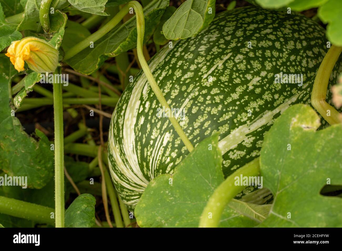 Shark-fin Melon ( Hong's), natural fruit portrait Stock Photo - Alamy
