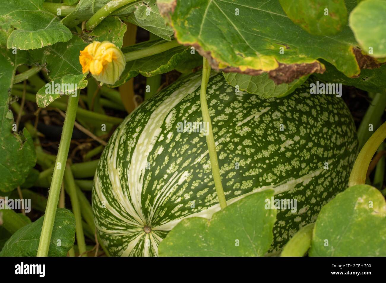 Shark-fin Melon ( Hong's), natural fruit portrait Stock Photo - Alamy