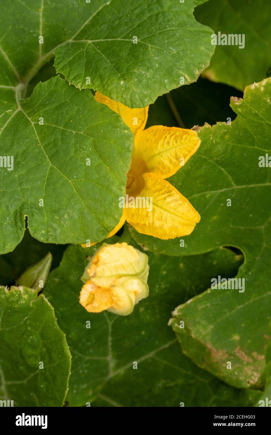 Shark-fin Melon ( Hong's), natural fruit portrait Stock Photo - Alamy