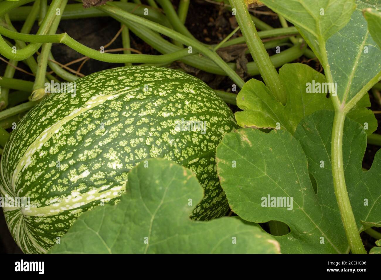 Shark-fin Melon ( Hong's), natural fruit portrait Stock Photo - Alamy