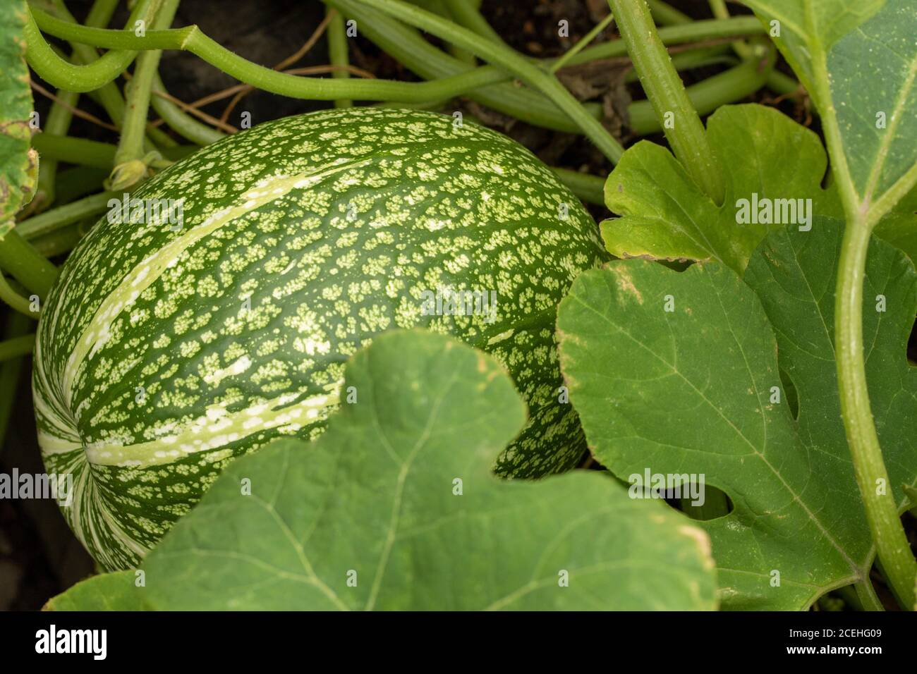 Shark-fin Melon ( Hong's), natural fruit portrait Stock Photo - Alamy
