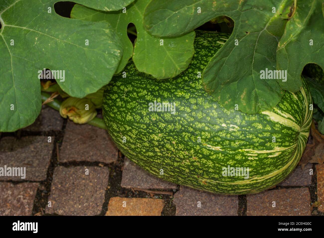 Shark fin melon hi-res stock photography and images - Alamy