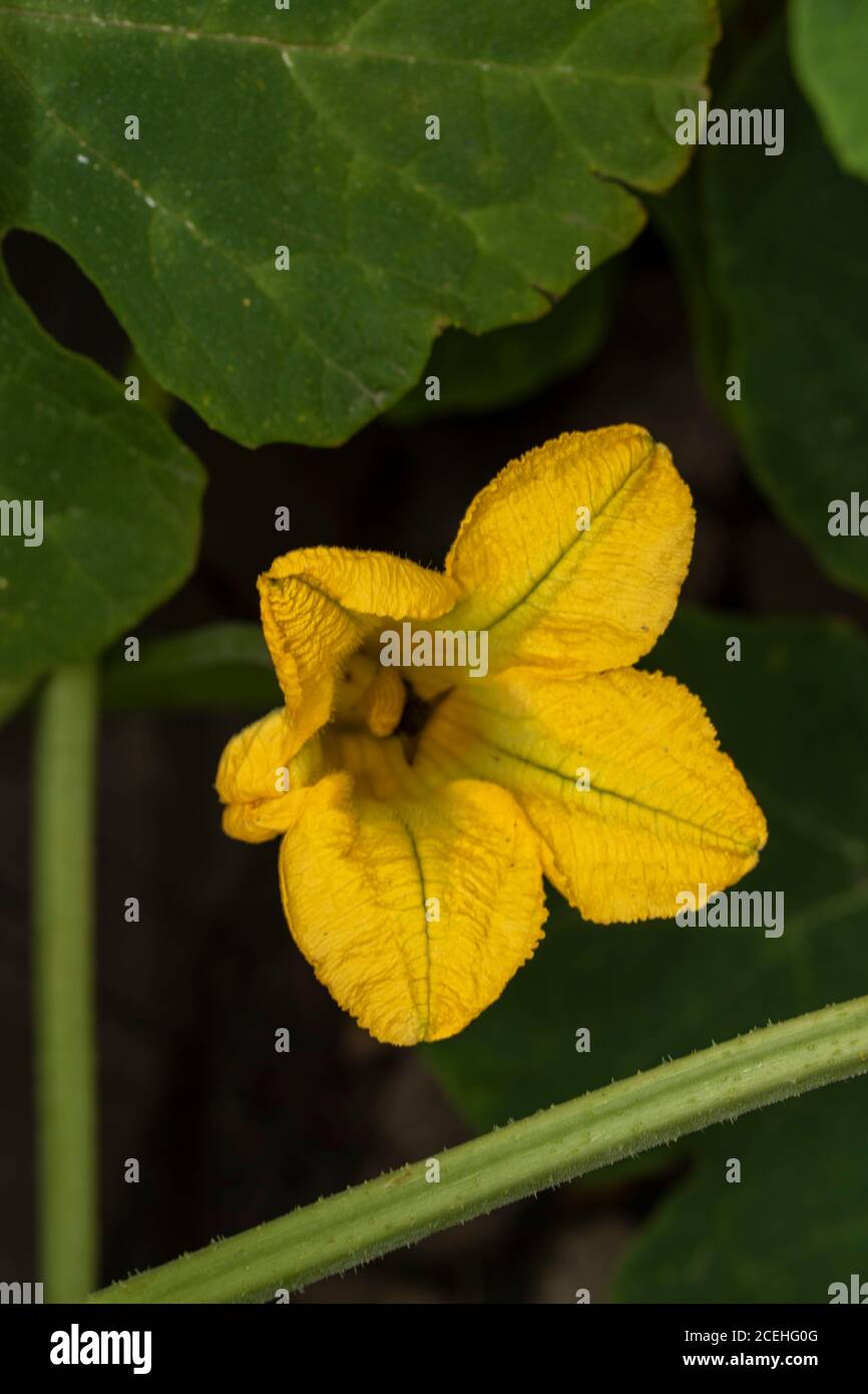 Shark-fin Melon ( Hong's), natural fruit portrait Stock Photo - Alamy