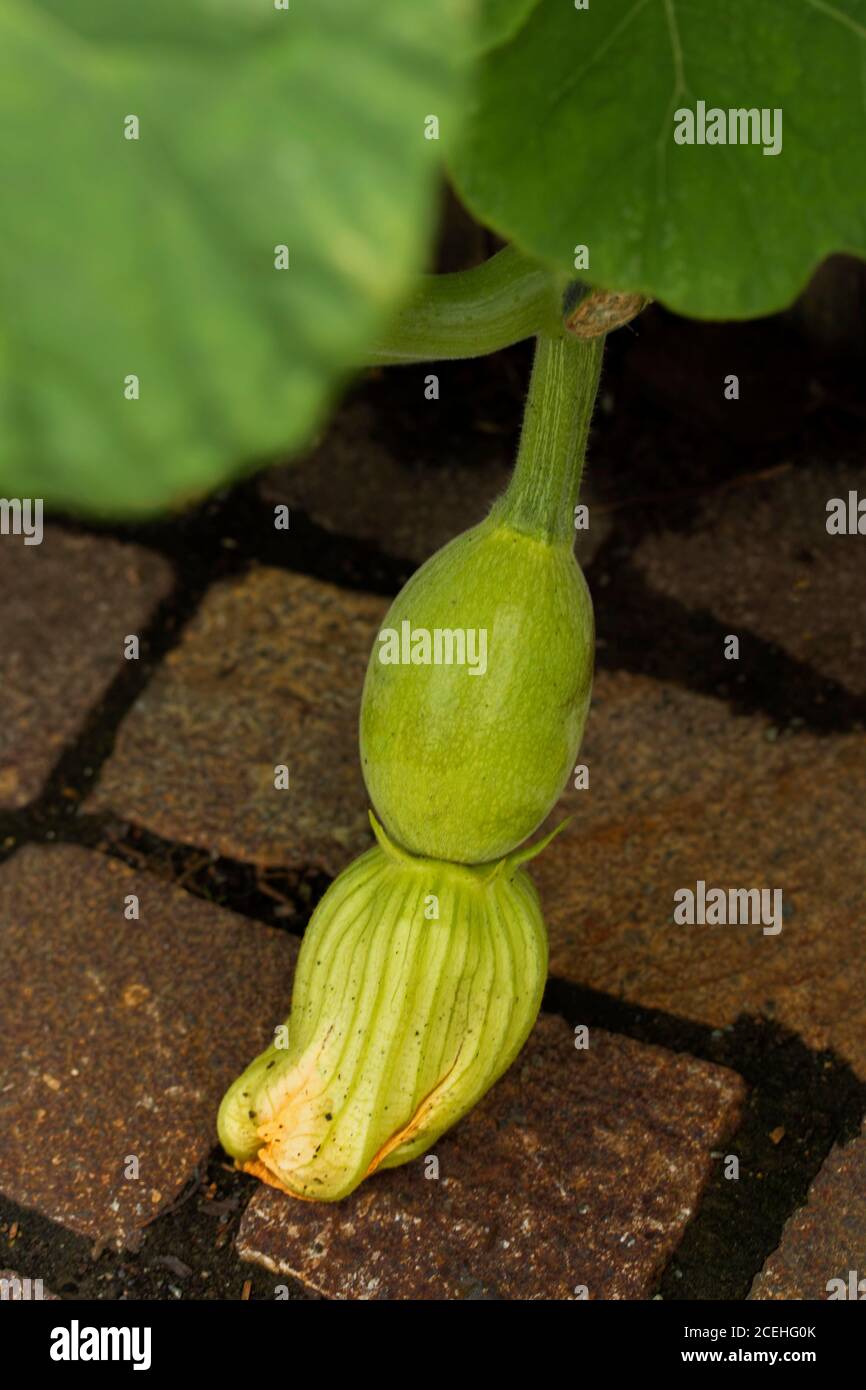 Shark-fin Melon ( Hong's), natural fruit portrait Stock Photo - Alamy