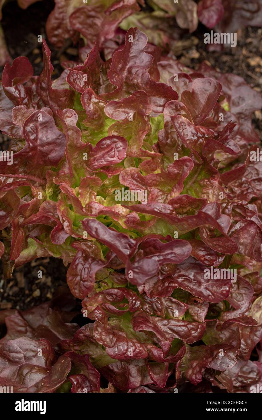 Lettuce 'saxo', colourful vegetable Stock Photo - Alamy