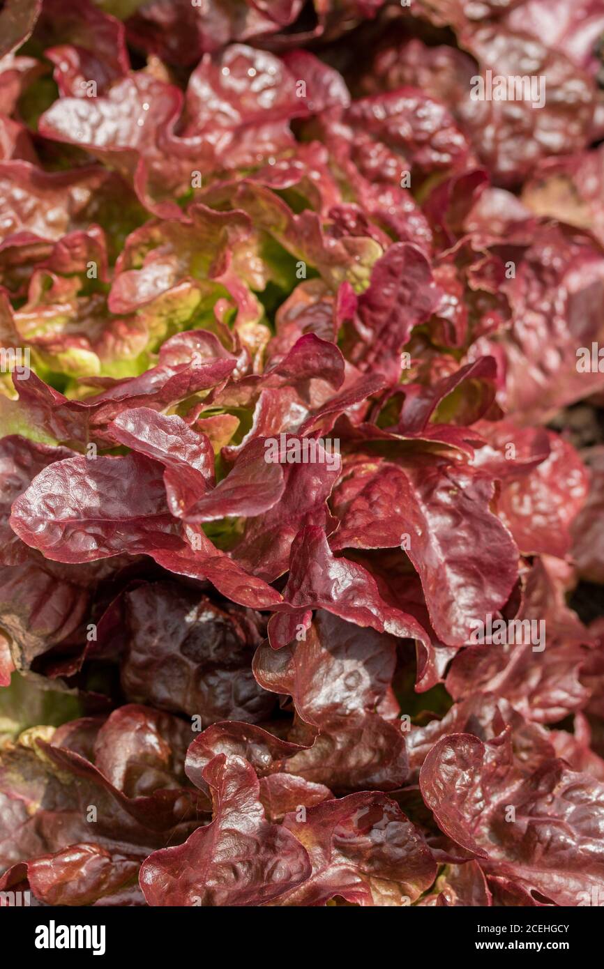 Lettuce 'saxo', colourful vegetable Stock Photo - Alamy