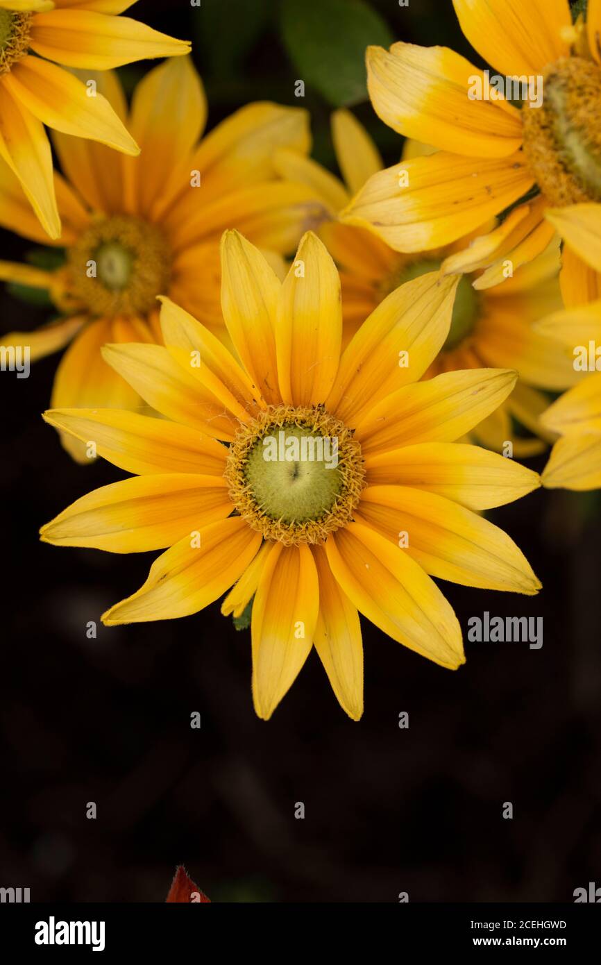 Rudbeckia 'Lemon' flowers in nature Stock Photo - Alamy