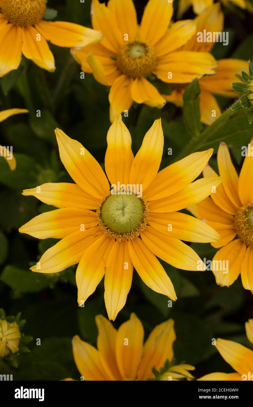 Rudbeckia 'Lemon' flowers in nature Stock Photo - Alamy