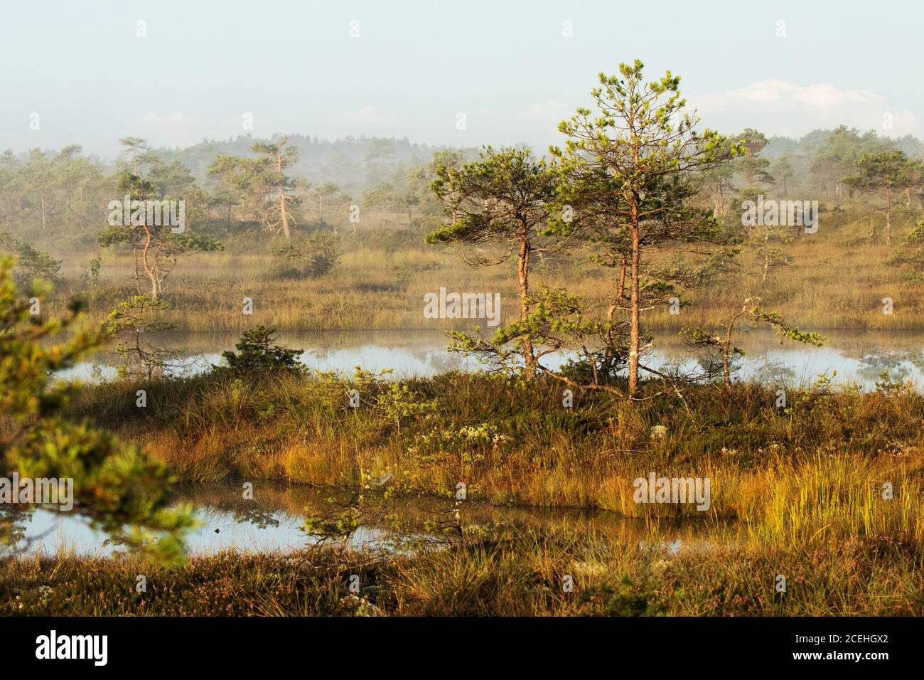 A calm and silent morning in Estonian bog landscape with some small bog ...