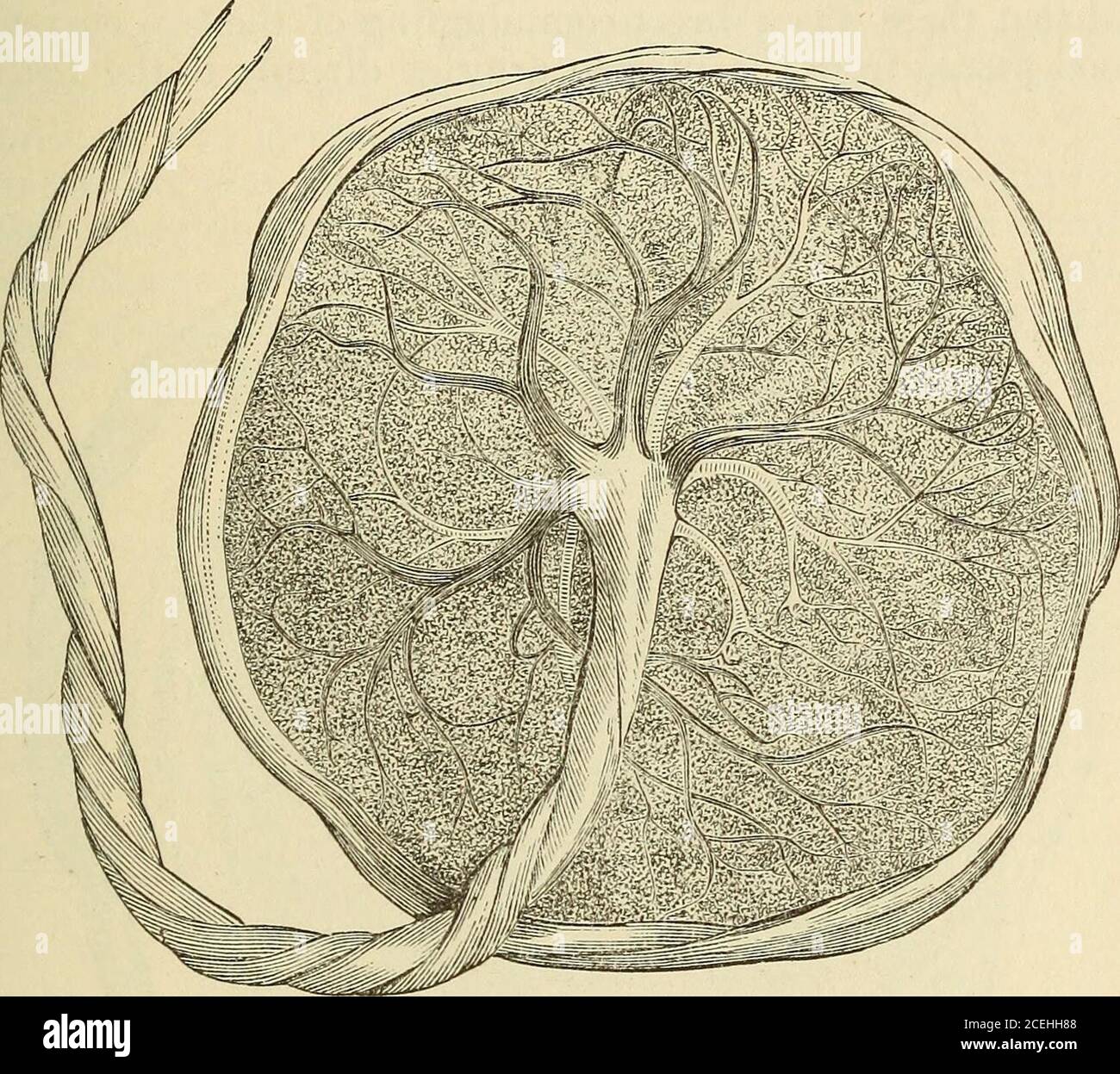 Three centa hi-res stock photography and images - Alamy