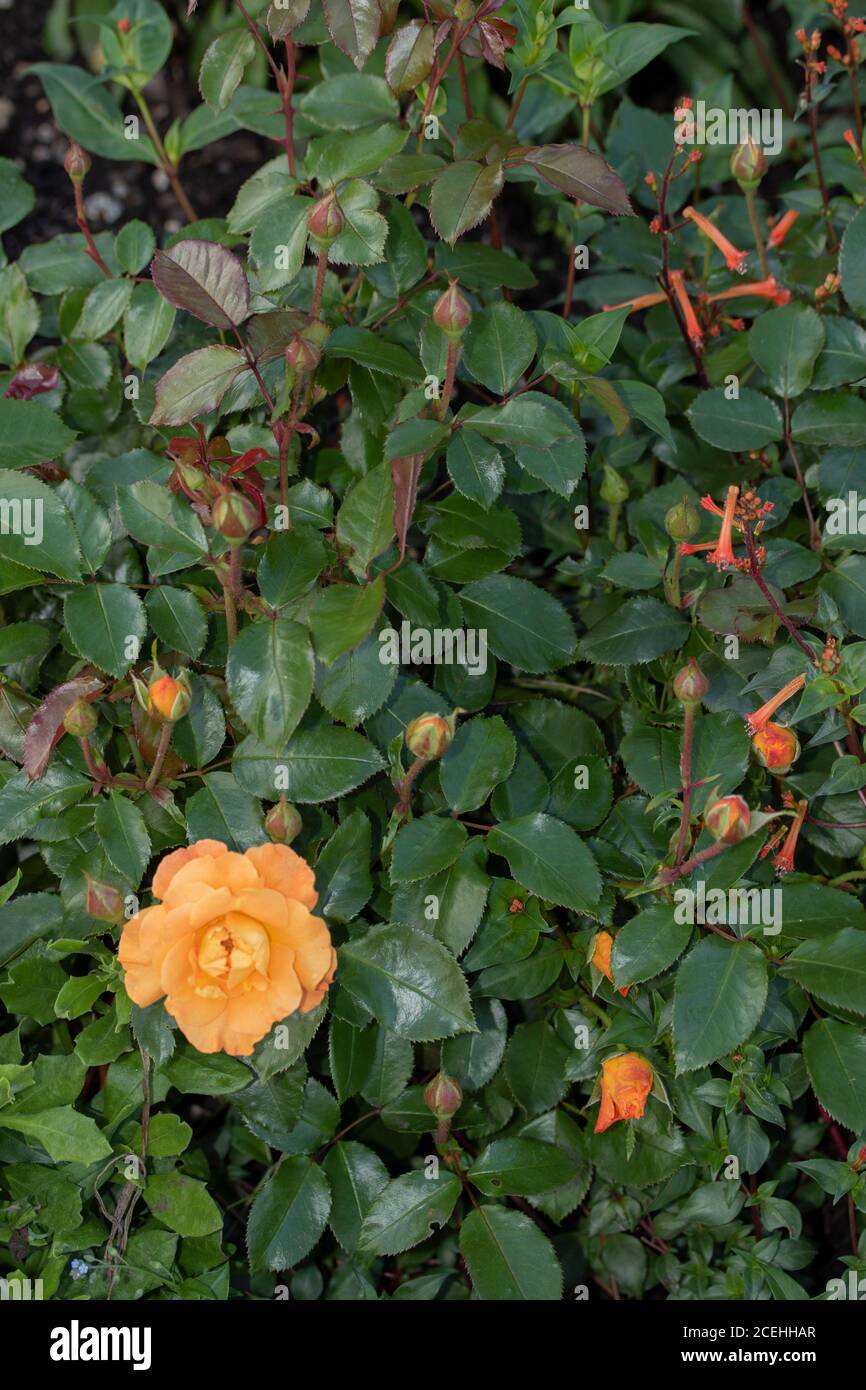 Rose Precious Amber, natural garden plant portrait Stock Photo - Alamy