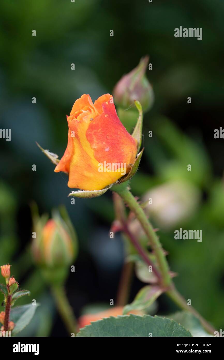 Rosa precious amber hi-res stock photography and images - Alamy