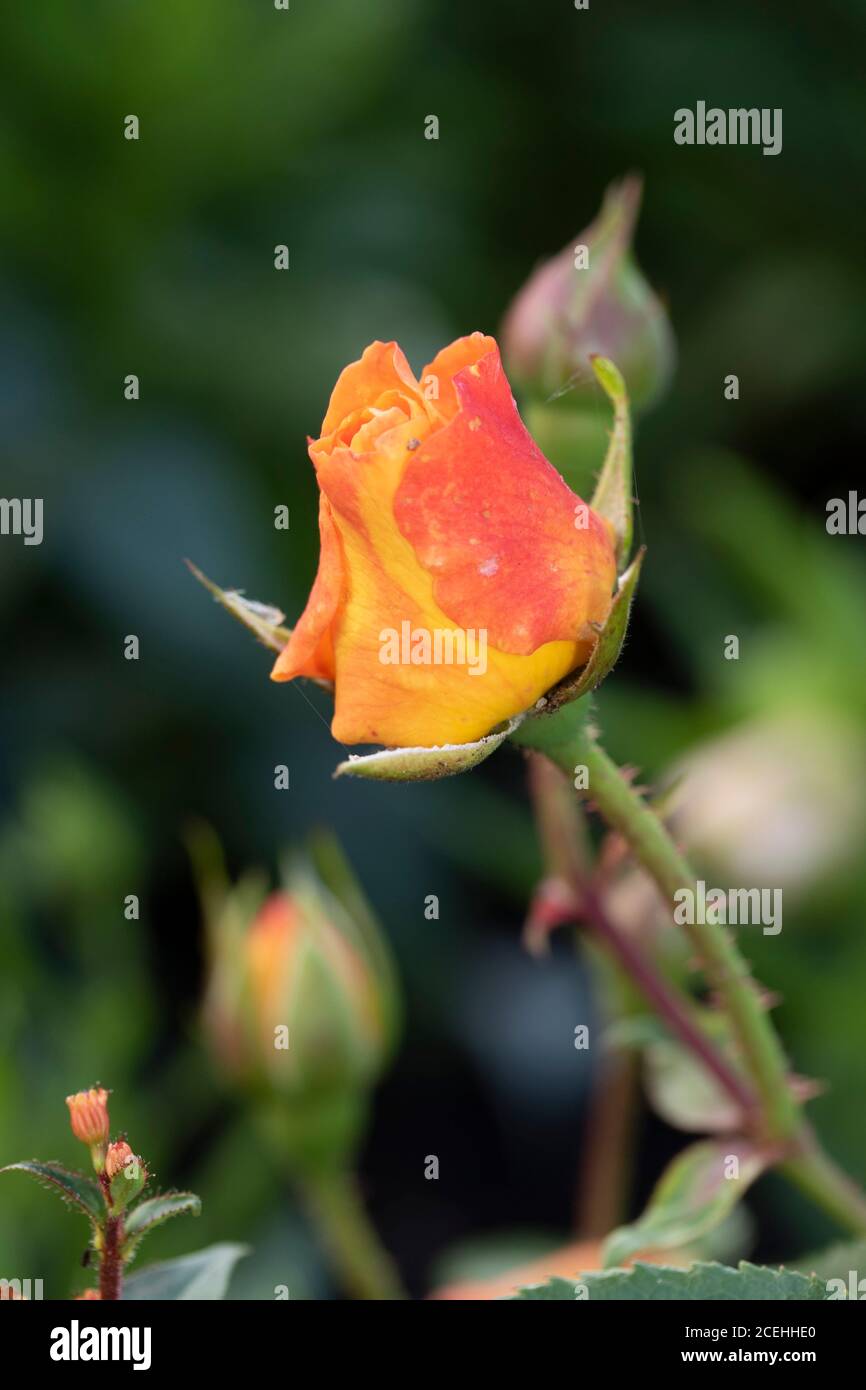 Precious amber rose hi-res stock photography and images - Alamy