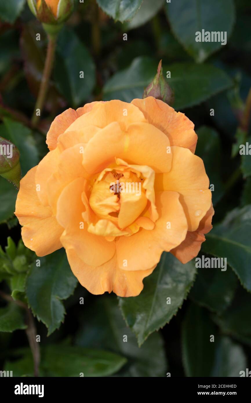Precious amber rose hi-res stock photography and images - Alamy