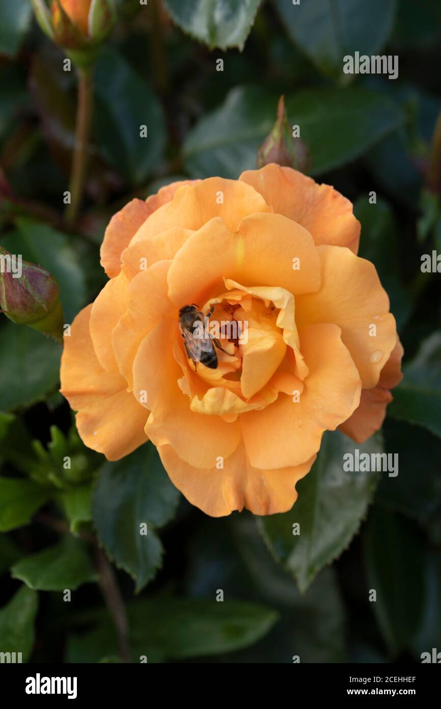 Rosa precious amber hi-res stock photography and images - Alamy