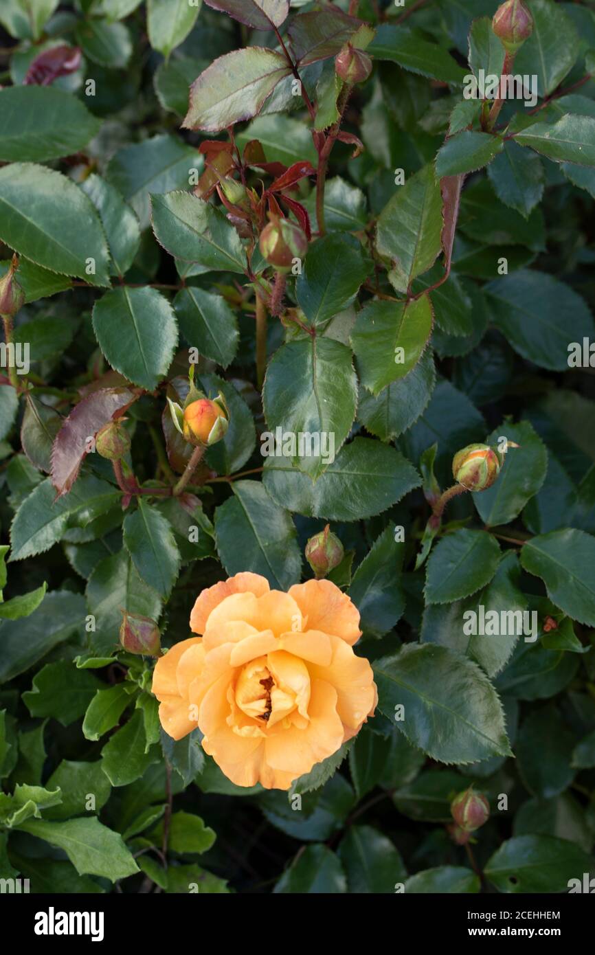 Rosa precious amber hi-res stock photography and images - Alamy