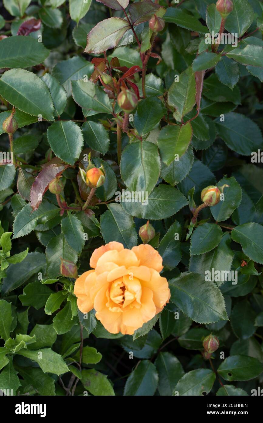 Precious amber rose hi-res stock photography and images - Alamy