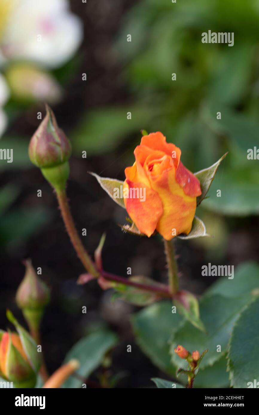 Rose Precious Amber, natural garden plant portrait Stock Photo - Alamy