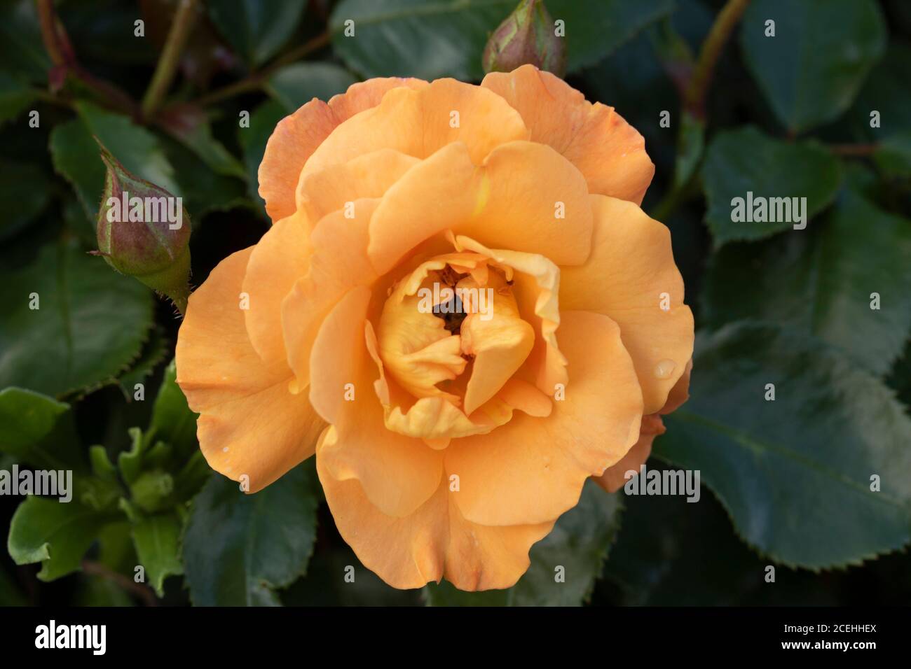 Precious amber rose hi-res stock photography and images - Alamy