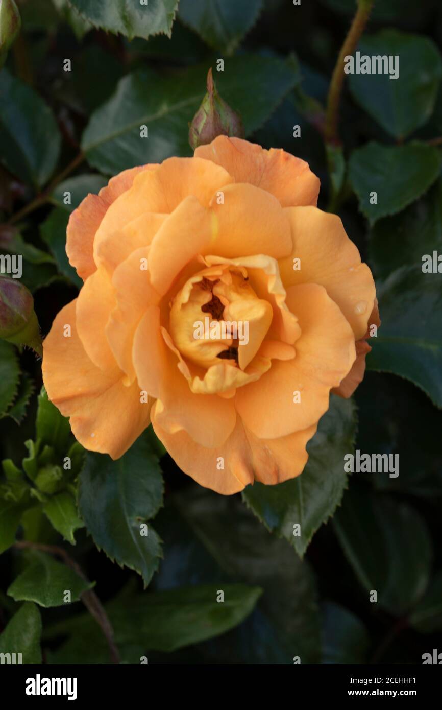 Precious amber rose hi-res stock photography and images - Alamy