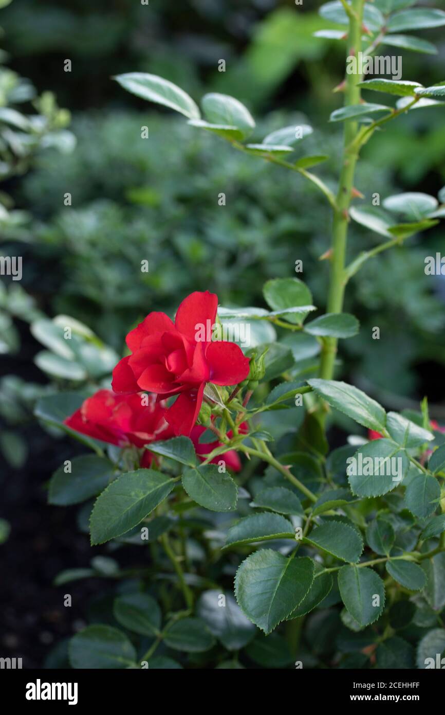 Rosa Lot's of Kisses, natural garden plant portrait Stock Photo - Alamy