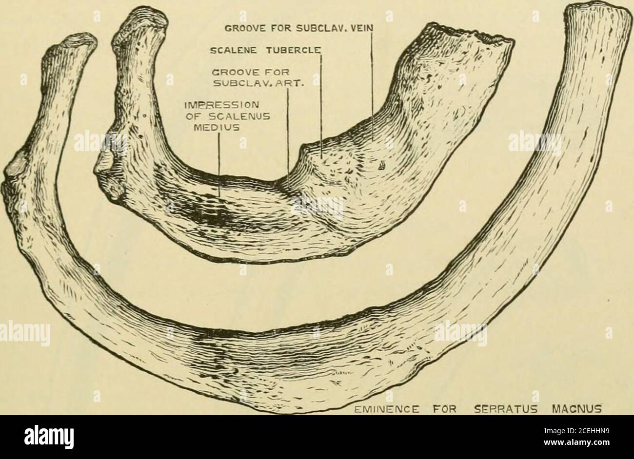 Fifth rib hi-res stock photography and images - Alamy